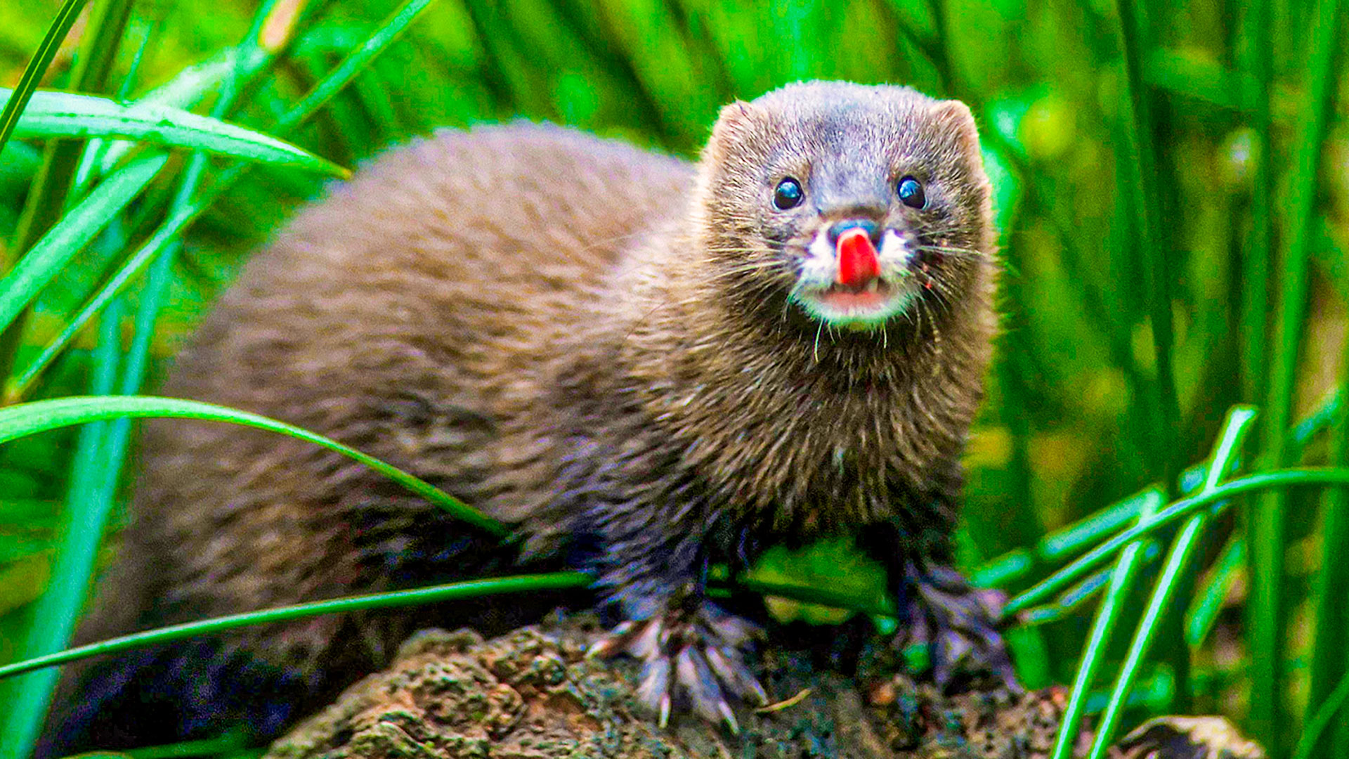 Proiect cu fonduri europene: Nurca, una dintre cele mai rare şi ...